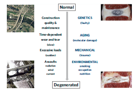 Myosite: Translating Cells From Bench to Bedside | UPMC Physician Resources