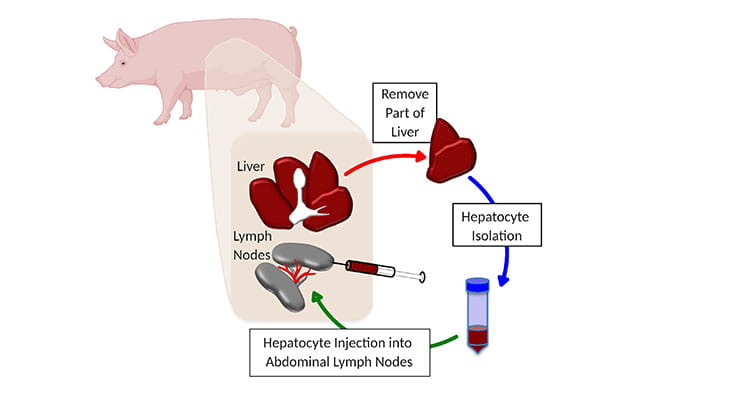 Study Shows Pigs Grow New Liver in Lymph Nodes | UPMC Physician Resources