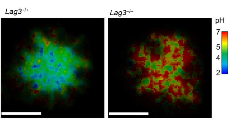 Illumination of Immune Checkpoint LAG3 ‘Black Box’ | UPMC Physician ...