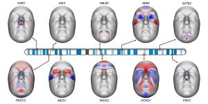 Scientists Reveal Genetic Map of Human Face